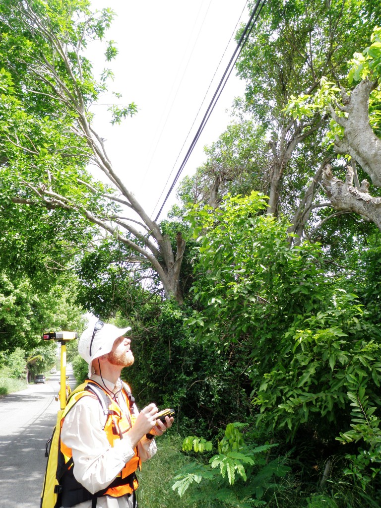 Roadside Hazard Tree Analysis - Geographic Consulting Geographic Consulting