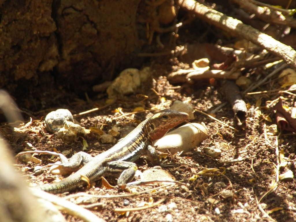 Report; Population Assessment of the Endangered St. Croix Ground Lizard ...