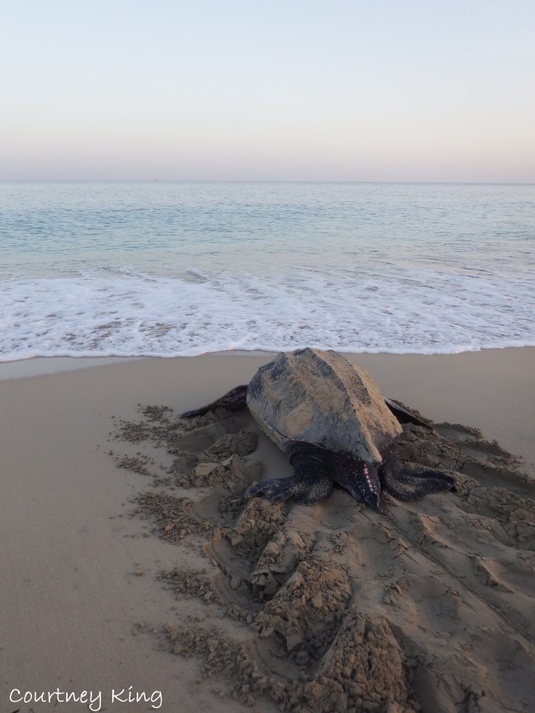One Month of Leatherback monitoring - Geographic Consulting Geographic ...